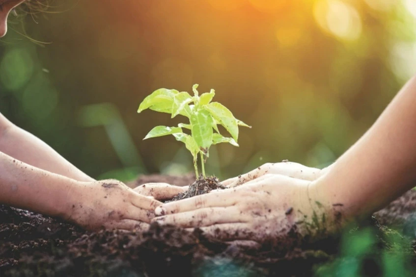 InterLOGs Green Tree Planting Project in An Giang: Small Action, Big Value